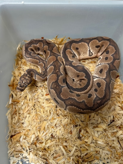Clown 66 Het Hypo Ball Python by Cryptic Keepers