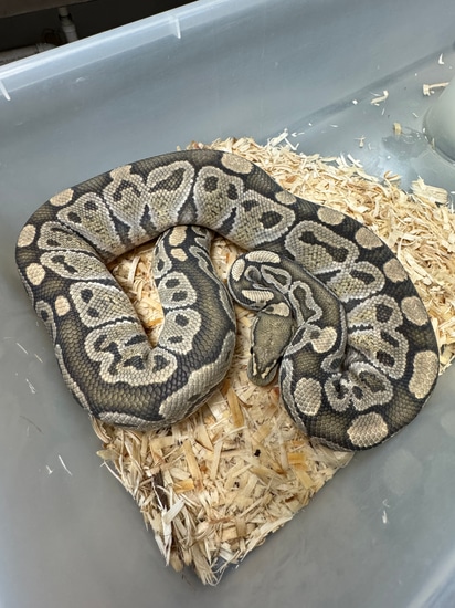 Hypo 66 Het Clown Ball Python by Cryptic Keepers