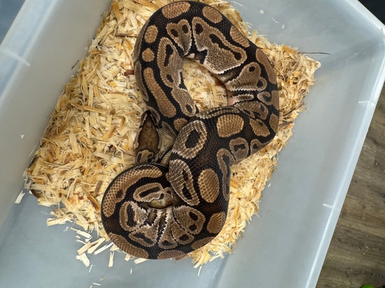 Normal 100 Het Hypo Clown Ball Python by Cryptic Keepers