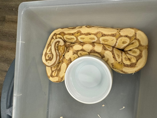 Banana Het Clown Ball Python by Cryptic Keepers