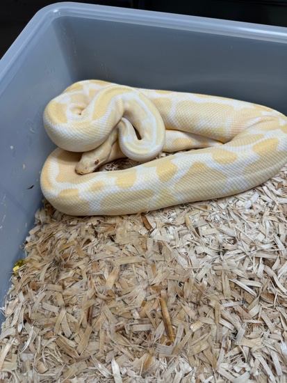 Albino Ball Python by Cryptic Keepers