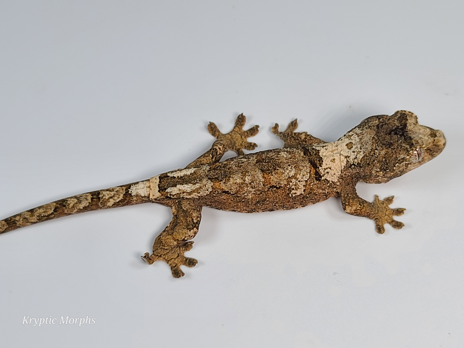 *sale*222c62232 Chahoua Gecko by Kryptic Morphs LLC - MorphMarket