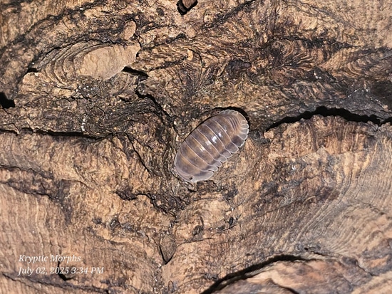 Red Pak Chong 15ct Isopod by Kryptic Morphs, LLC