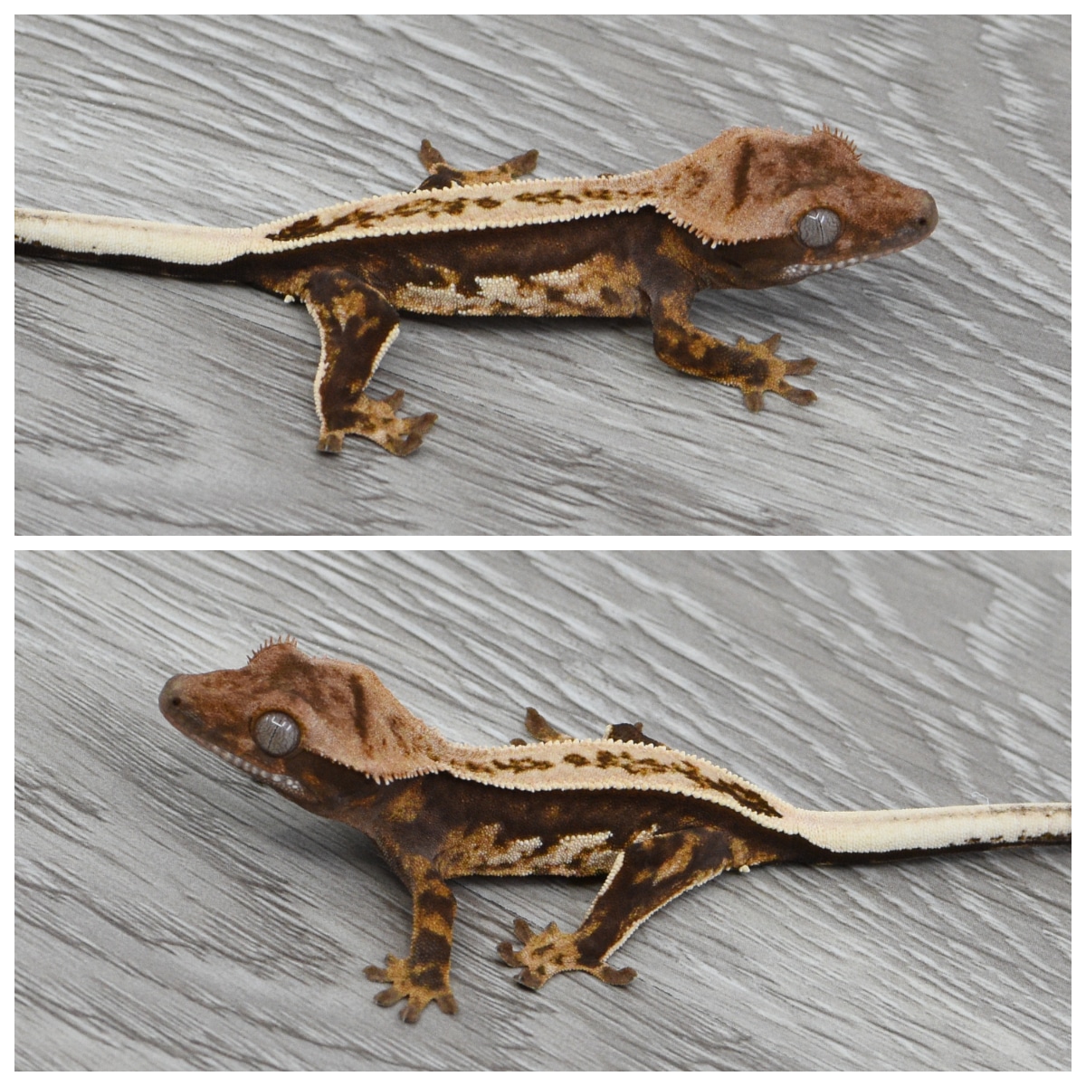 Dark Based Full Pinstripe Possible Crowned Crested Gecko by Kryptiles ...