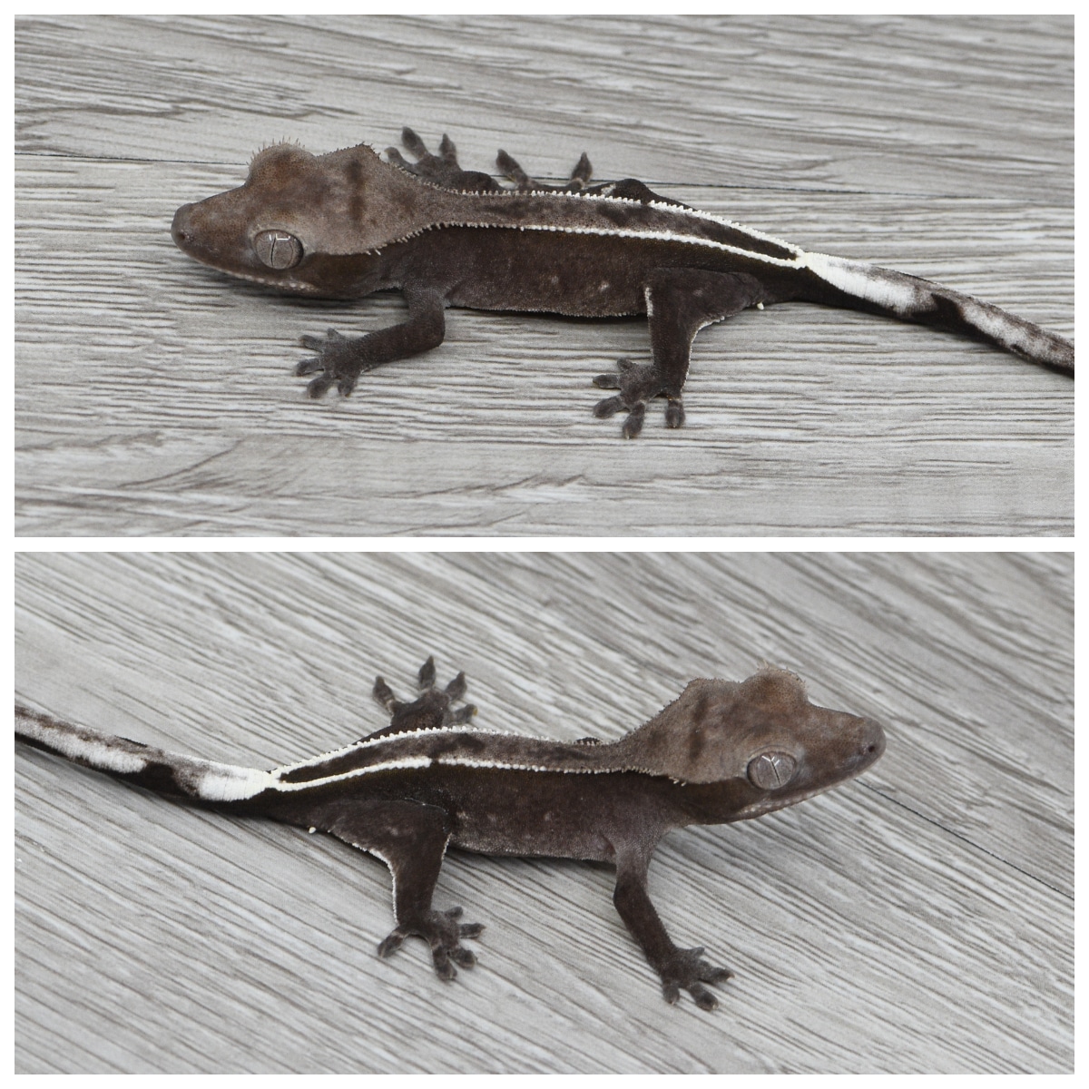 Visual Axanthic Pinstripe Crested Gecko by Kryptiles - MorphMarket