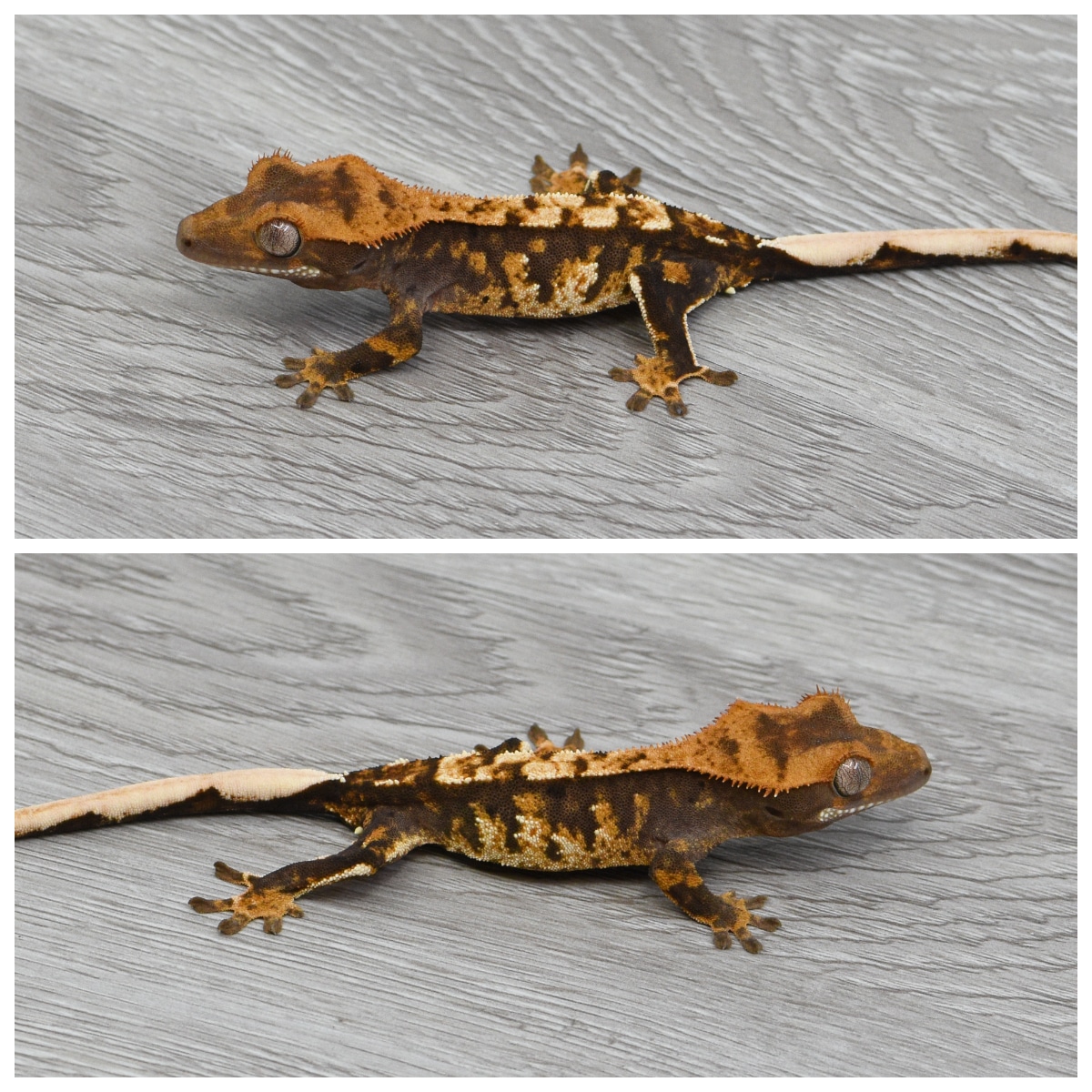 Dark Base Tri-Color Harlequin Crested Gecko by Kryptiles - MorphMarket