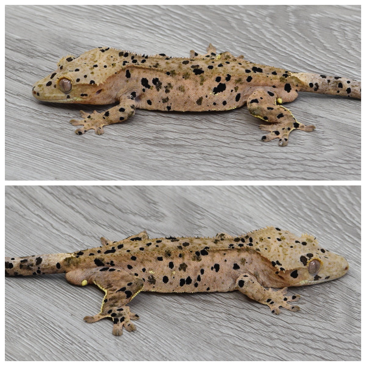 Dark Tangerine Base Ink Spot Dalmatian Crested Gecko by Kryptiles ...