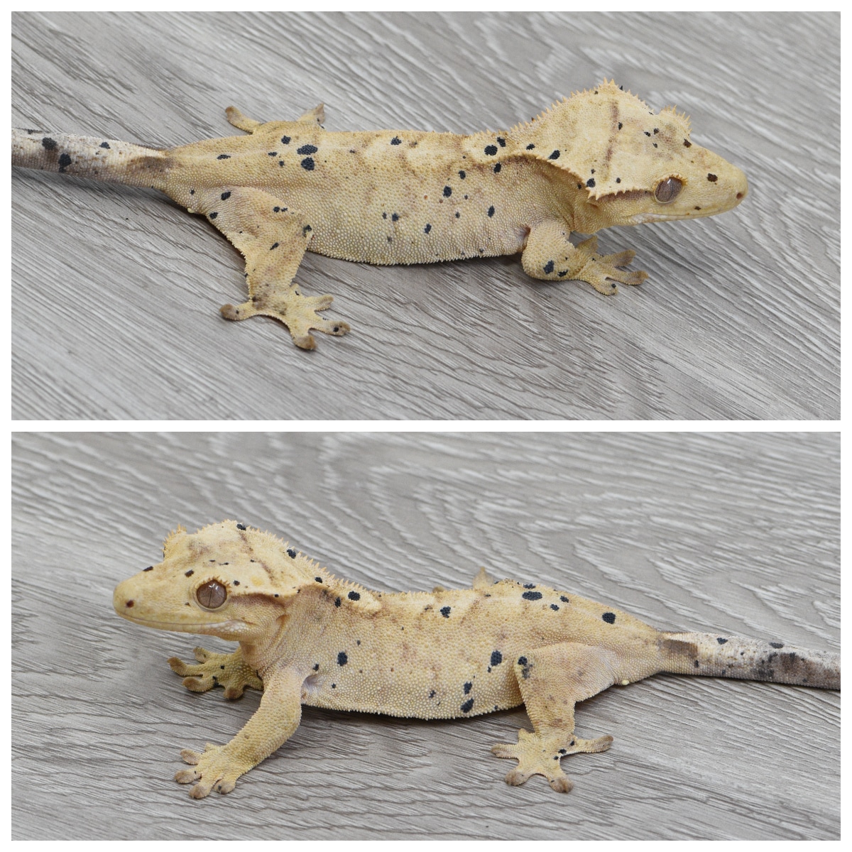 Clean Yellow Base Dalmatian Crested Gecko by Kryptiles - MorphMarket