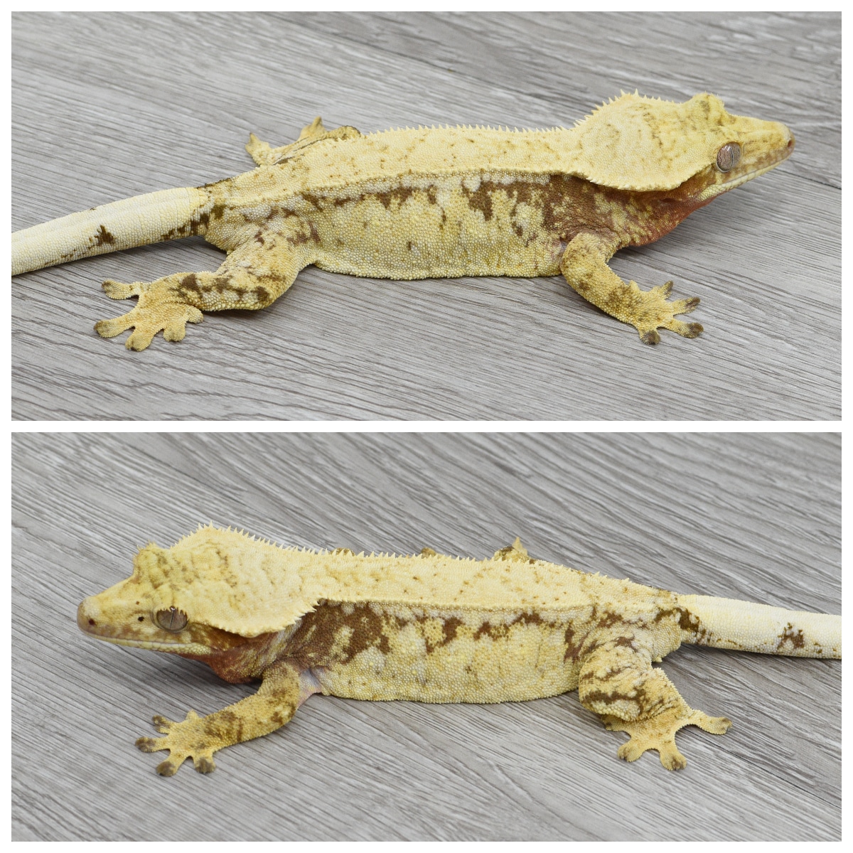 Red Base Cream Extreme Harlequin Drippy Crested Gecko by Kryptiles ...