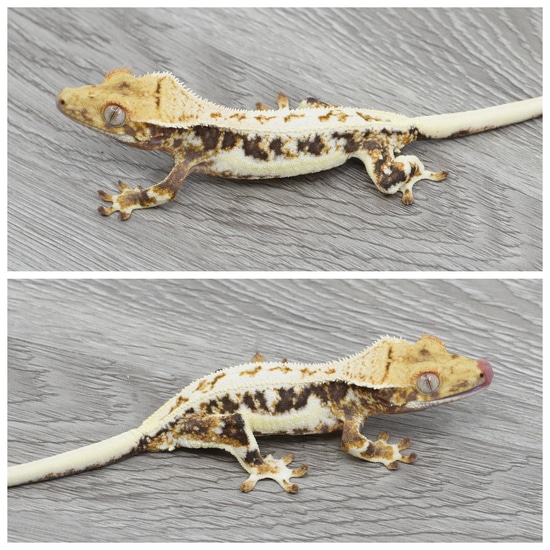 Lilly White Extreme Harlequin Quad-Stripe Crested Gecko by Kryptiles