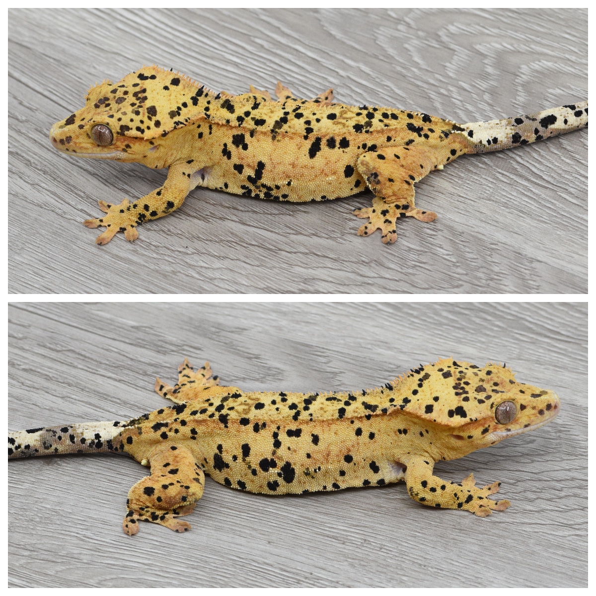 Bright Yellow Ink Spot Super Dalmatian Crested Gecko by Kryptiles ...