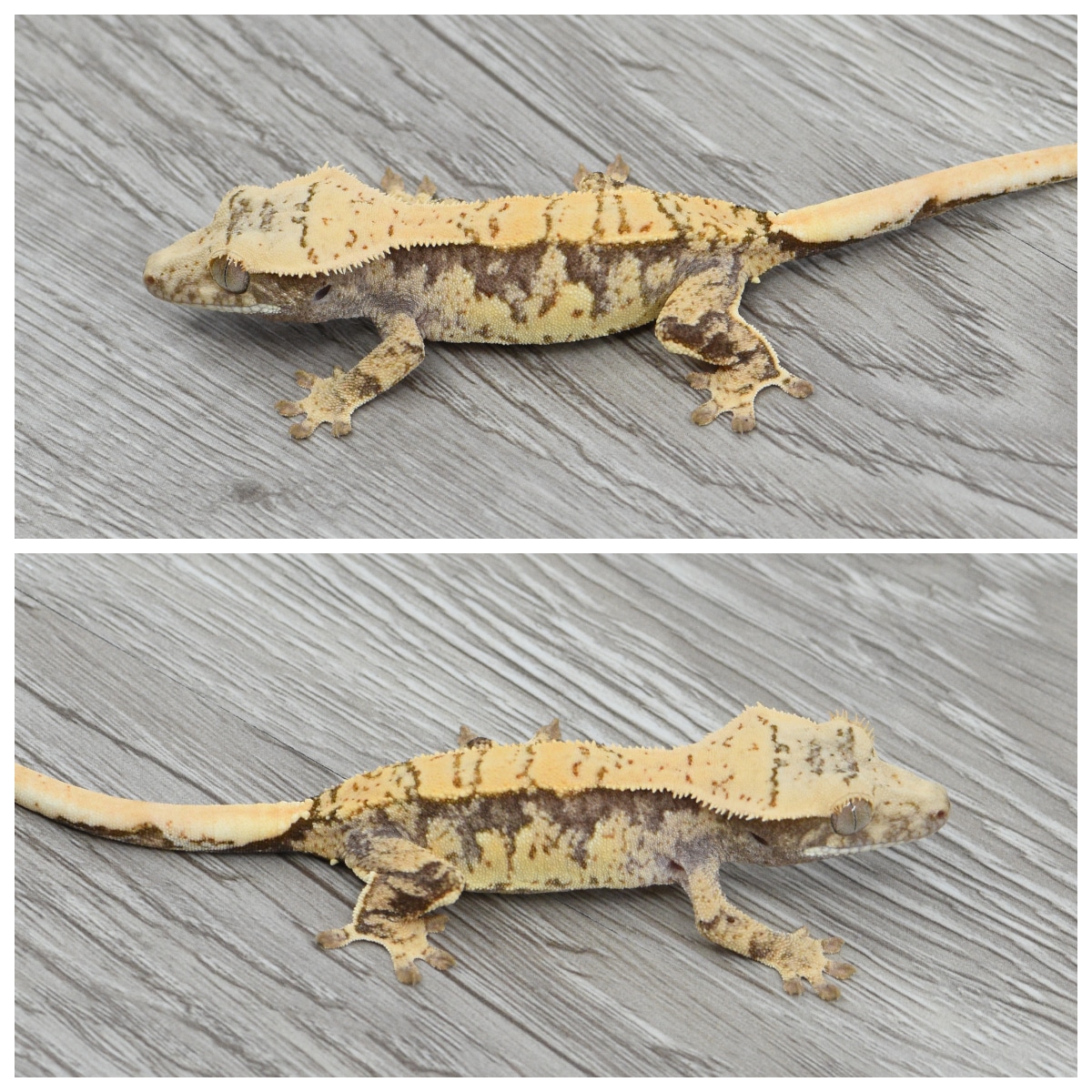 Lavender Base Extreme Harlequin With Orange Highlight Crested Gecko by ...