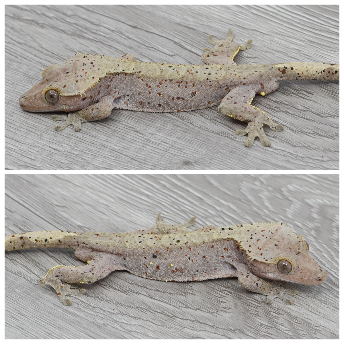 Red Base Red Spot Super Dalmatian Crested Gecko by Kryptiles - MorphMarket