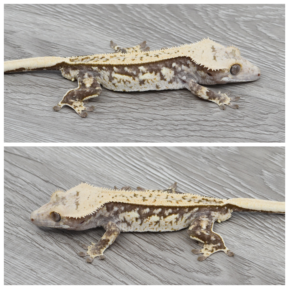 White And Cream Extreme Harlequin Crested Gecko by Kryptiles - MorphMarket