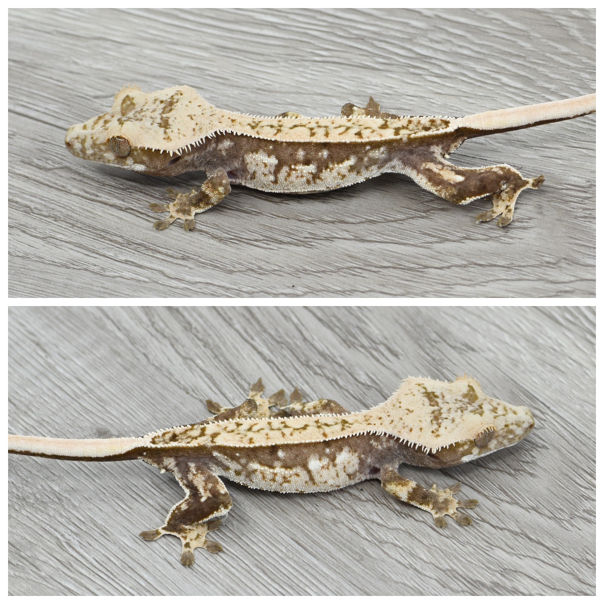 Light Cream Lavender Based Harlequin Crested Gecko by Kryptiles ...