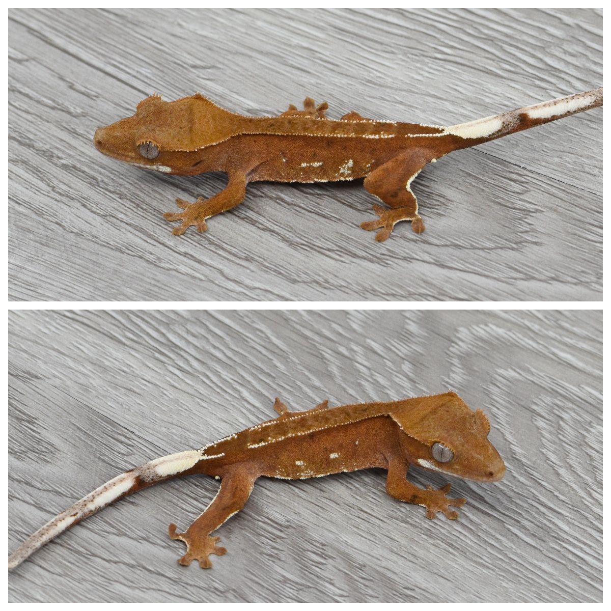 Red Base Portholes Crested Gecko by Kryptiles - MorphMarket