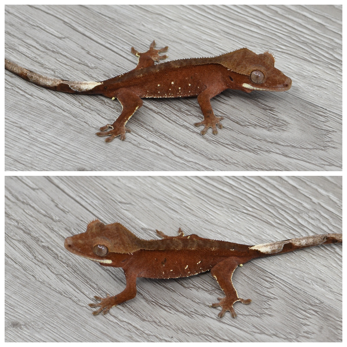 Dark Red Base With Portholes Crested Gecko by Kryptiles - MorphMarket