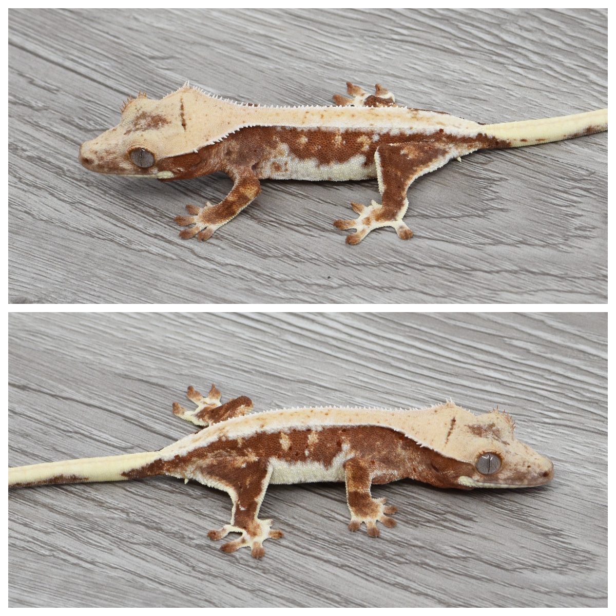 Red Base Lilly White With Red Spots Crested Gecko by Kryptiles ...