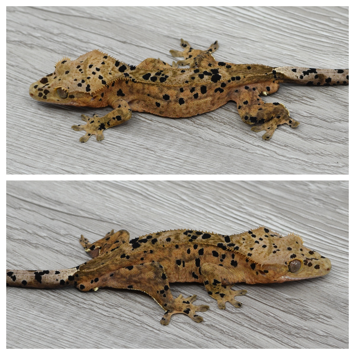 Tangerine Ink Spot Dalmatian Crested Gecko by Kryptiles - MorphMarket
