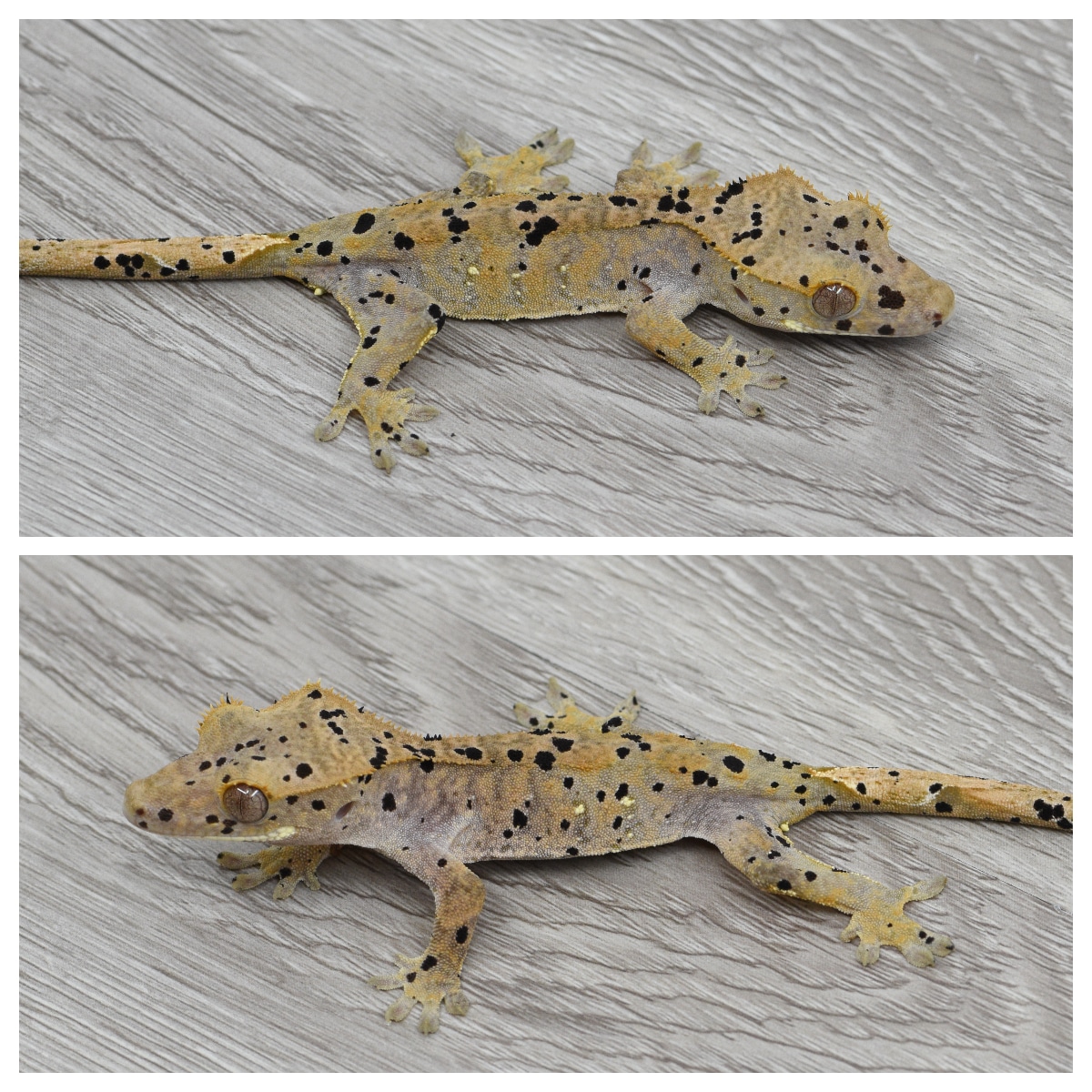 Brindle Ink Spot Dalmatian Crested Gecko by Kryptiles - MorphMarket