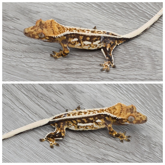 Drippy White Full Pinstripe Tri-Color Crested Gecko by Kryptiles
