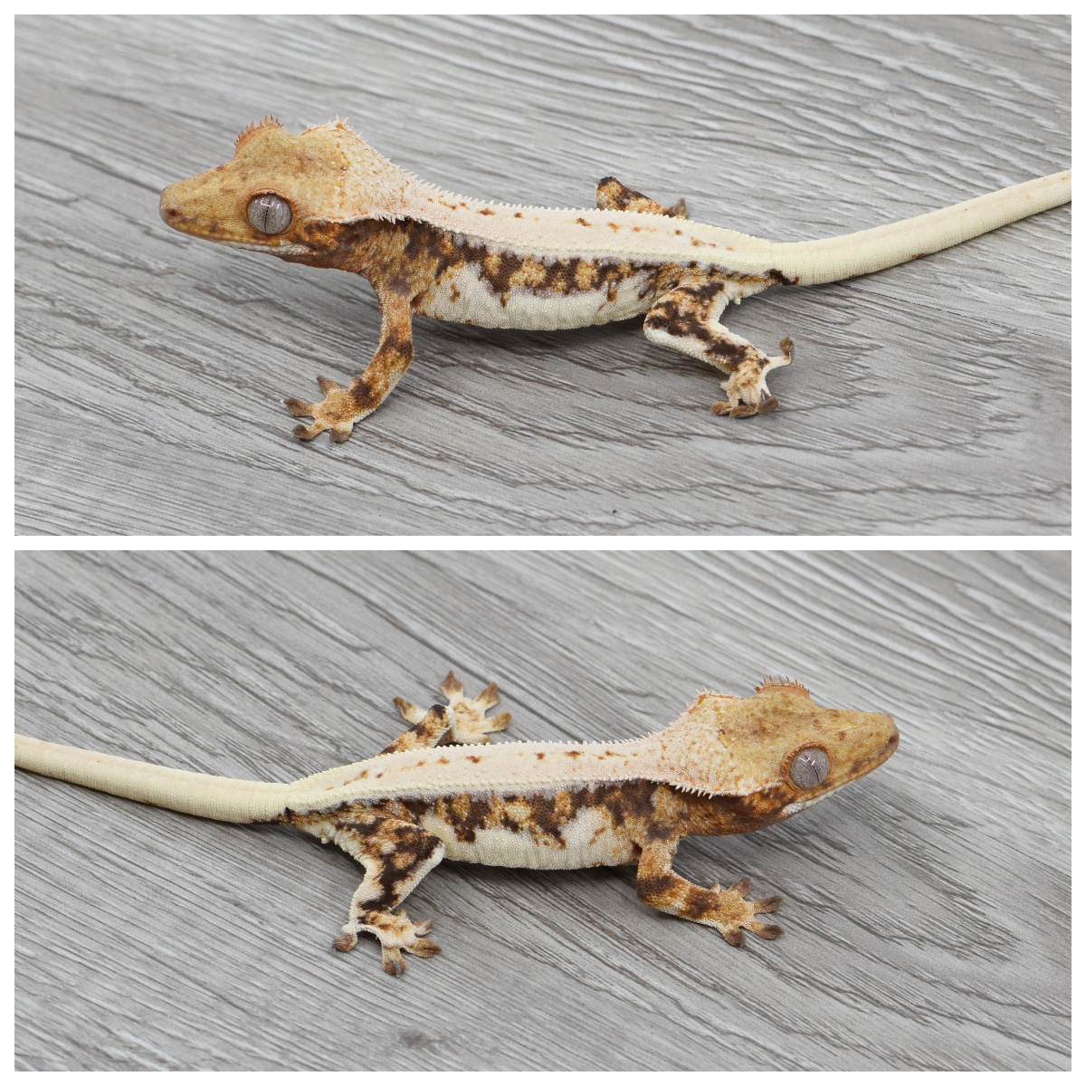 Drippy Lilly White Crested Gecko by Kryptiles - MorphMarket