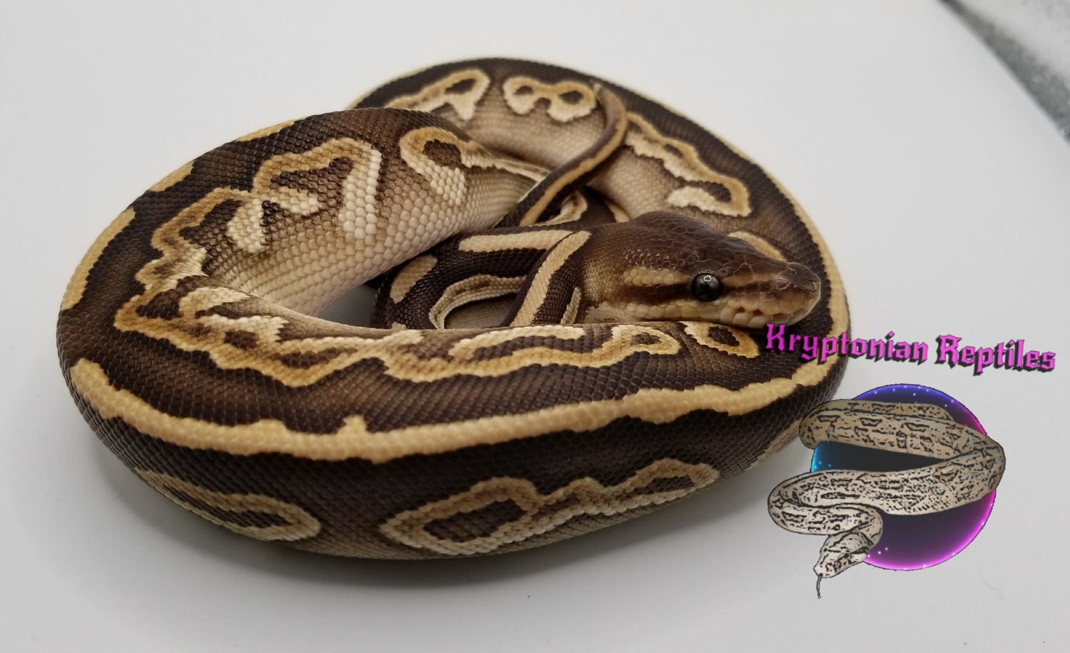 Savanah Ball Python by Kryptonian Reptiles - MorphMarket