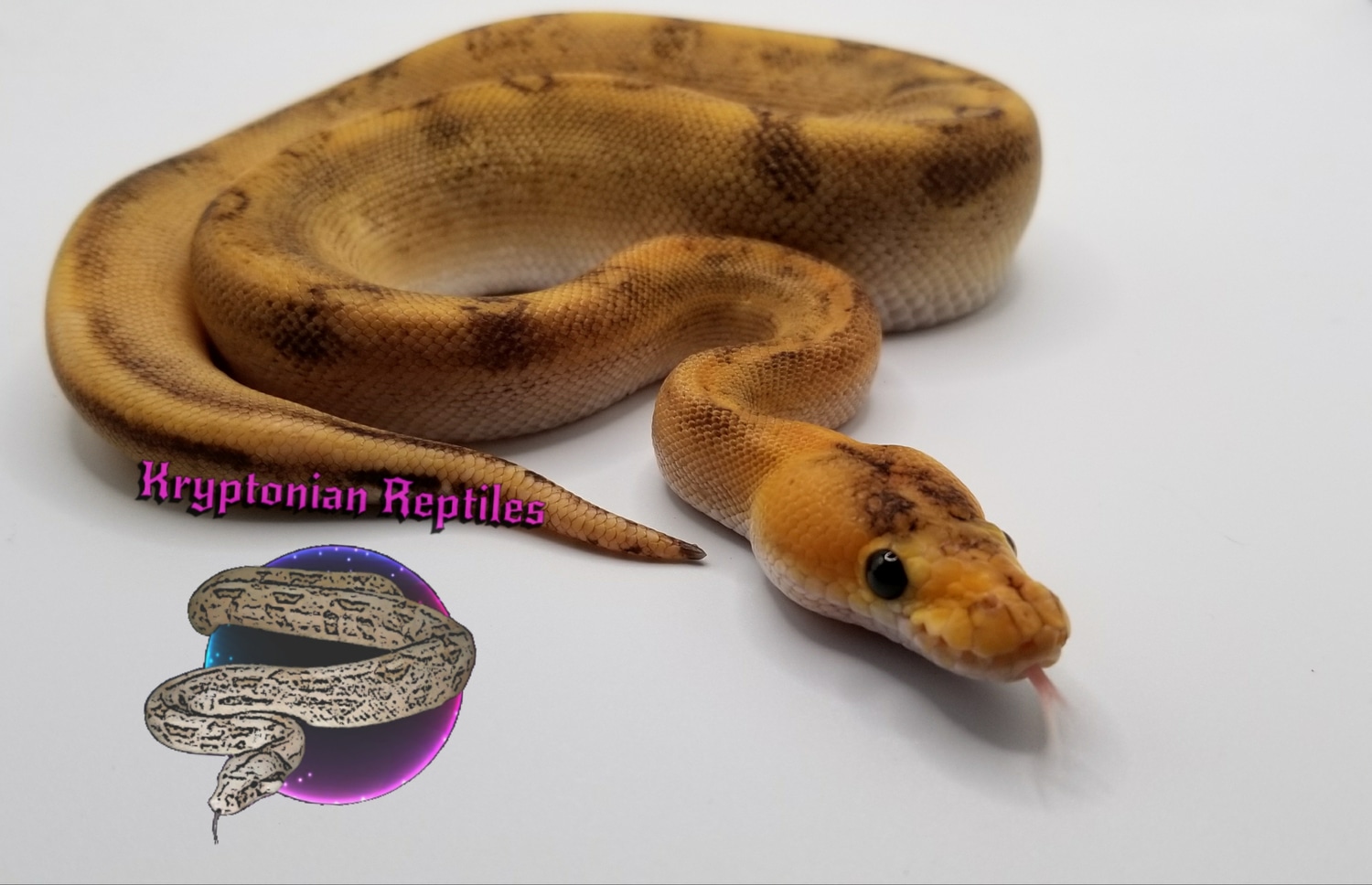Champagne Ball Python by Kryptonian Reptiles - MorphMarket