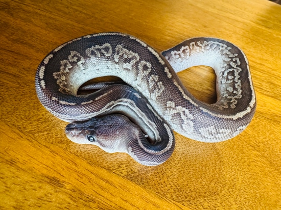 Scrambler Gargoyle Ball Python by Mack’s Morphs