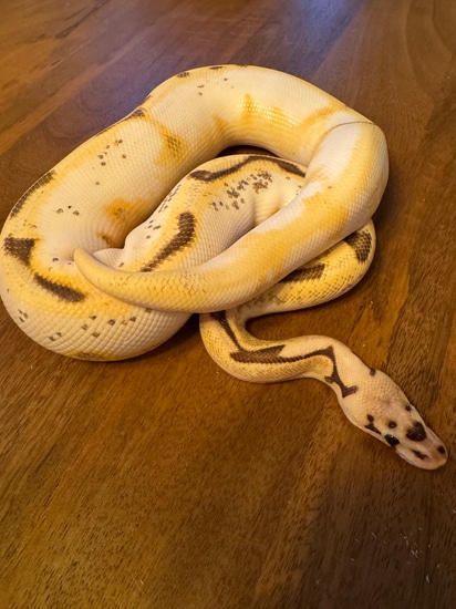 OD Enchi Lace Black Back Calico Spider Scrambler Ball Python by Mack’s ...