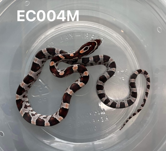 Miami Phase 66% Het Amelanistic Corn Snake by Atlantis Reptiles