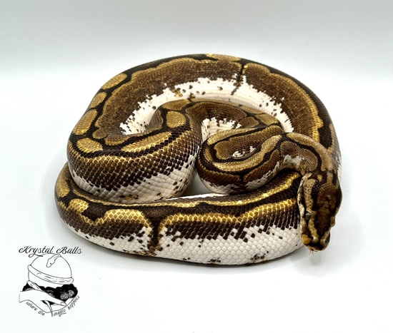Calico Spider Ball Python by Krystal Balls
