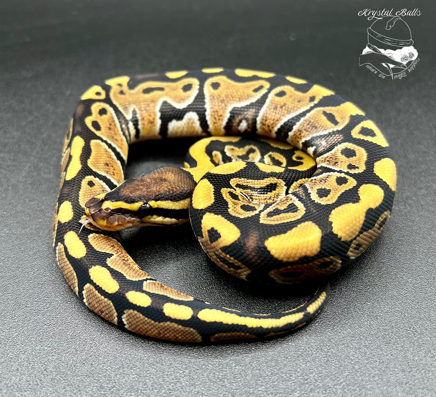 Normal Het Clown Ball Python by Krystal Balls - MorphMarket