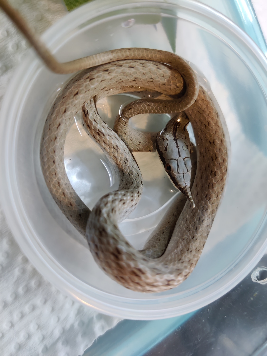 Rhino Rat Snake Other Rat Snake by Krystal's Scaled Menagerie - MorphMarket