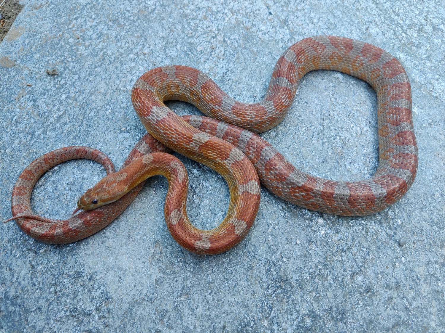 Rosy Corn Snake by Krystal's Scaled Menagerie - MorphMarket