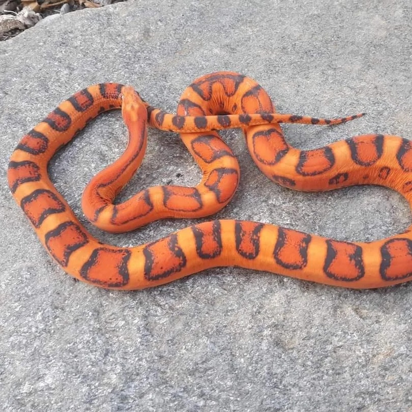 Proven Scaleless Pair Corn Snake by Krystal's Scaled Menagerie ...