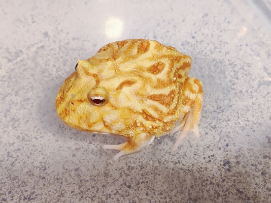Strawberry Pineapple Pacman Frog by Krystal's Scaled Menagerie