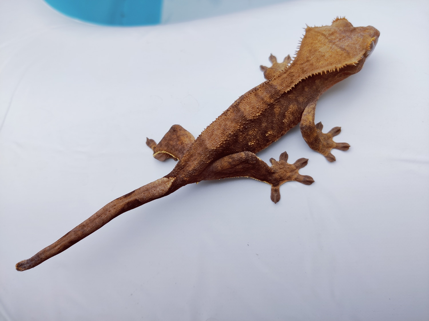 Funky Chocolate Crested Gecko by Krystal's Scaled Menagerie - MorphMarket