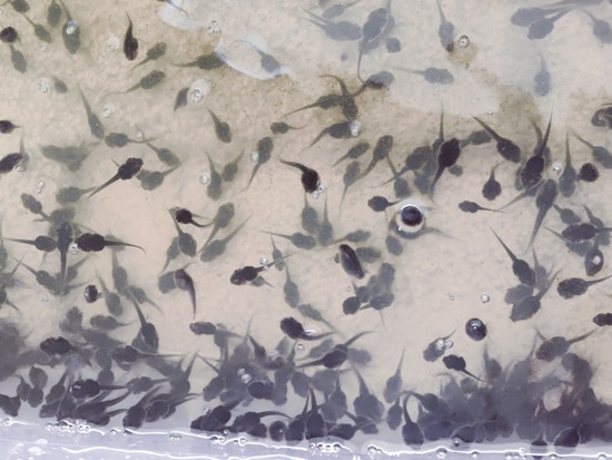 White's Tree Frog Tadpoles by Krystal's Scaled Menagerie