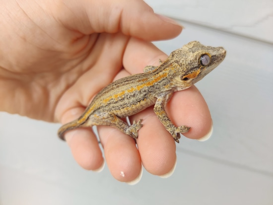 Red Stripe Garg Gargoyle Gecko by Krystal's Scaled Menagerie