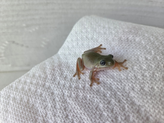 Blue Eyed Whites Tree Froglet White's Tree Frog by Krystal's Scaled ...