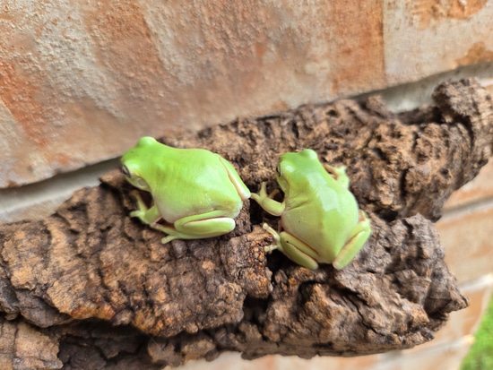 Pair Of Lime Green Snowflakes White's Tree Frog by Krystal's Scaled ...