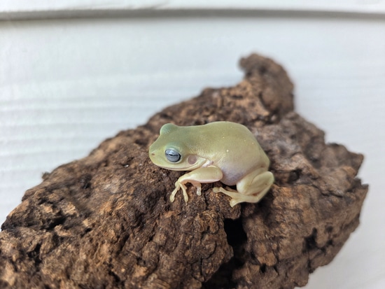 Honey Blue Eyed Snowflake White's Tree Frog by Krystal's Scaled Menagerie