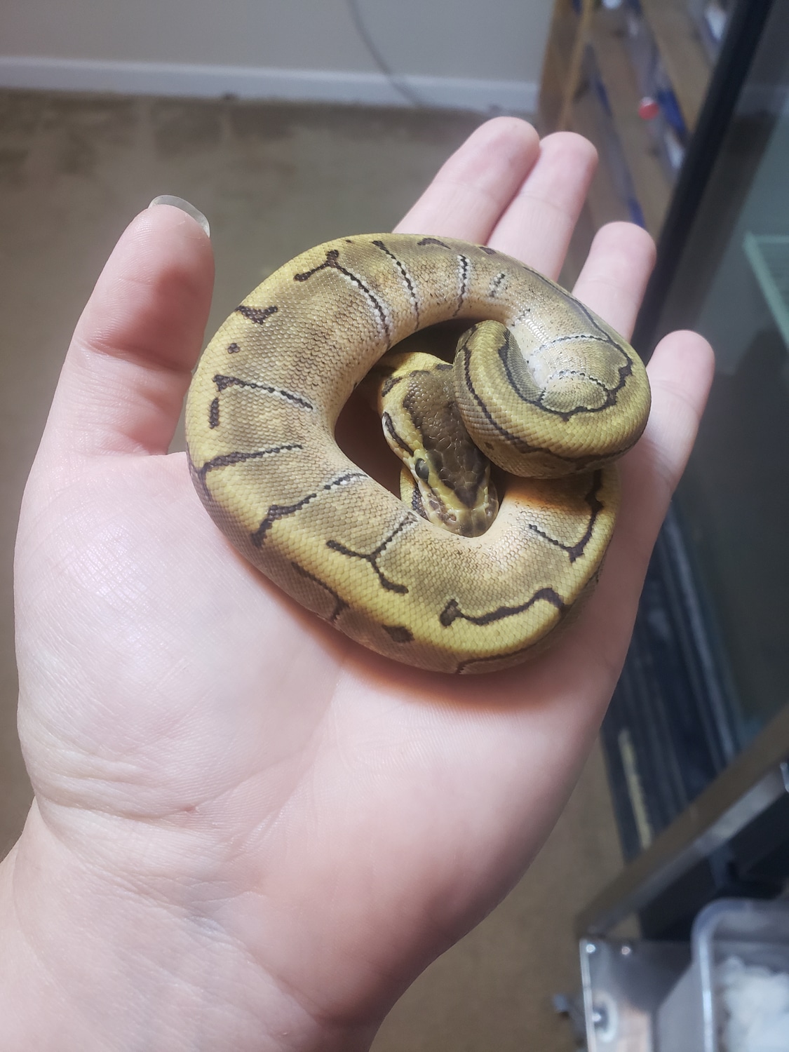 Enchi Pinstripe Ball Python by Krystle Clear Pythons - MorphMarket