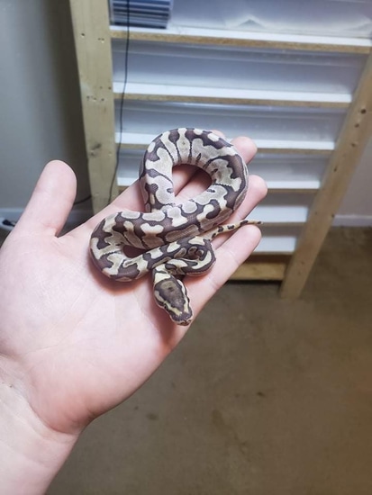 Lesser Woma Ball Python by Krystle Clear Pythons