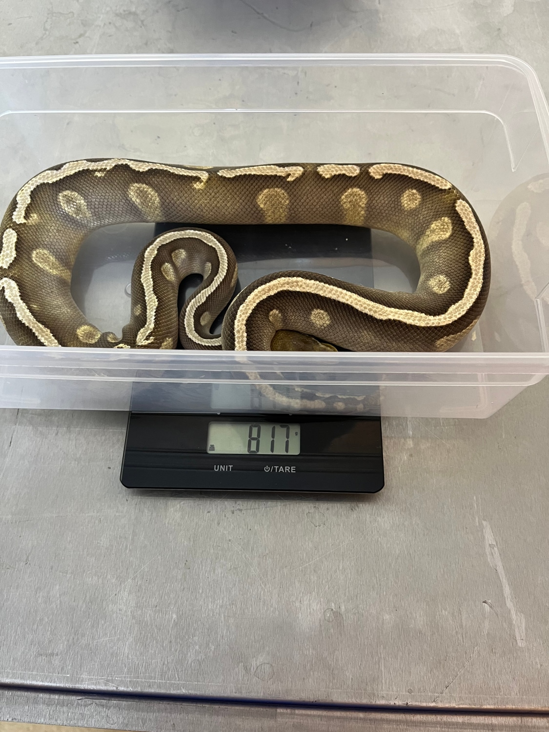Super Pastel Mojave GHI Ball Python by Krystle Clear Pythons - MorphMarket