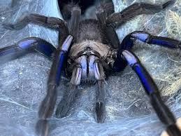 Chilobrachys Natanicharum (Electric Blue Earth Tiger) Tarantula by V ...