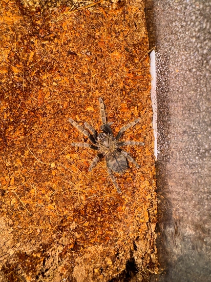 Ornithoctoninae Sp. (Ho Chi Minh Earth Tiger) Tarantula by V & V Exotics