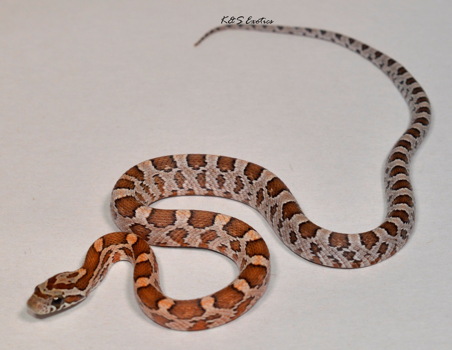 25% SALE Kastanie Masque 66% Het Diffused 66% Het Hypo Corn Snake by K ...
