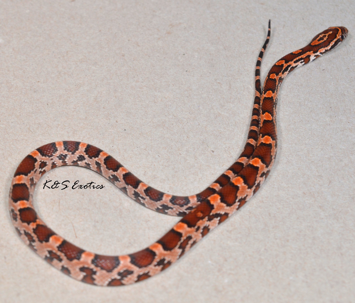 Okeetee Red Coat Corn Snake by K&S Exotics - MorphMarket